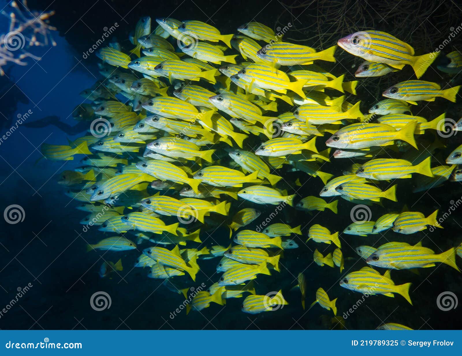 A School of Blue-Striped Snapper Fish in a Cave on the Reef at the ...
