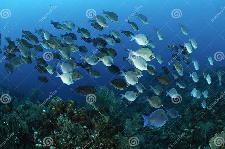 School of blue tang fish stock image. Image of undersea - 23084297