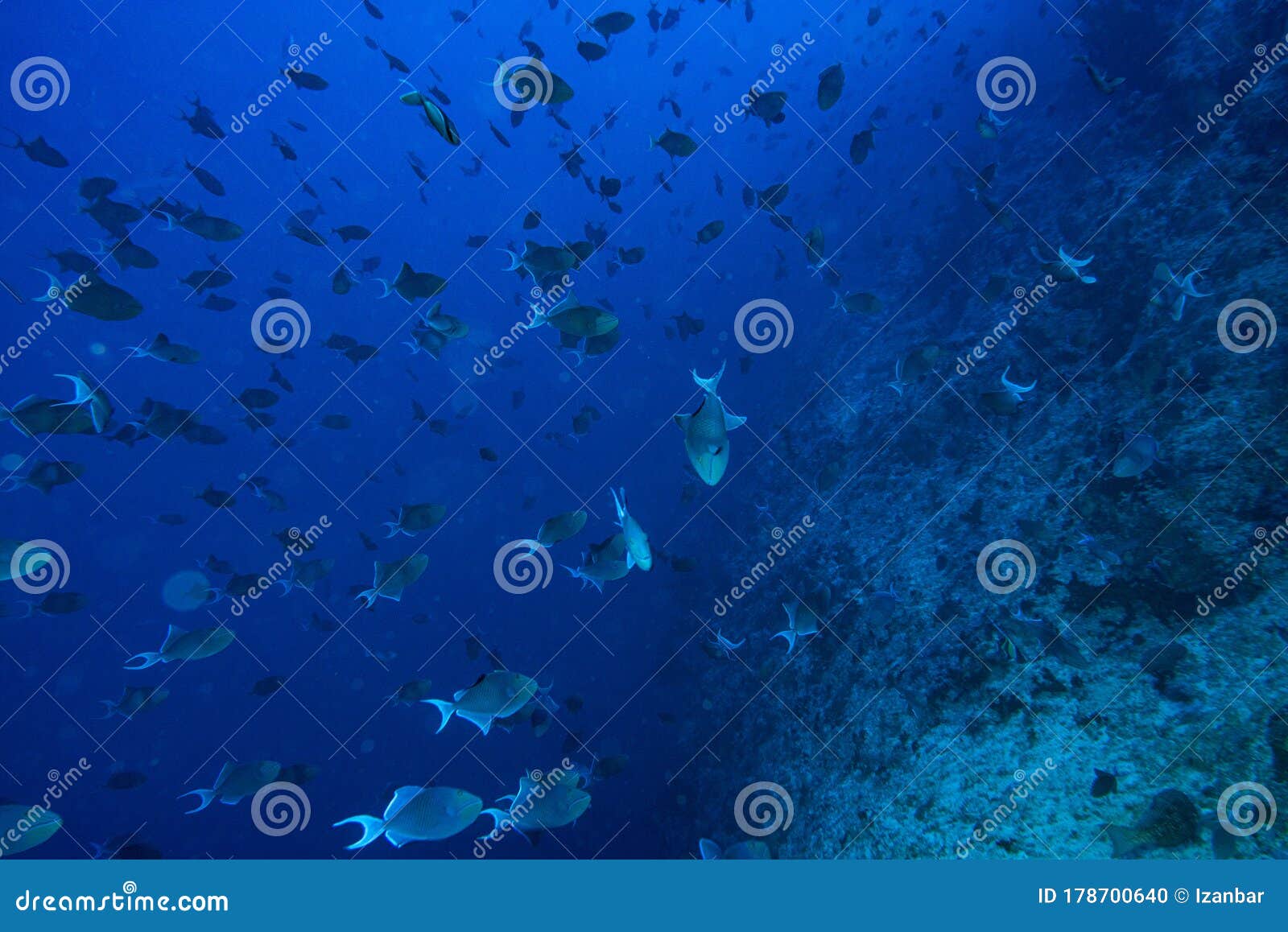 School of Blue Triggerfish while Diving Maldives Stock Photo - Image of ...