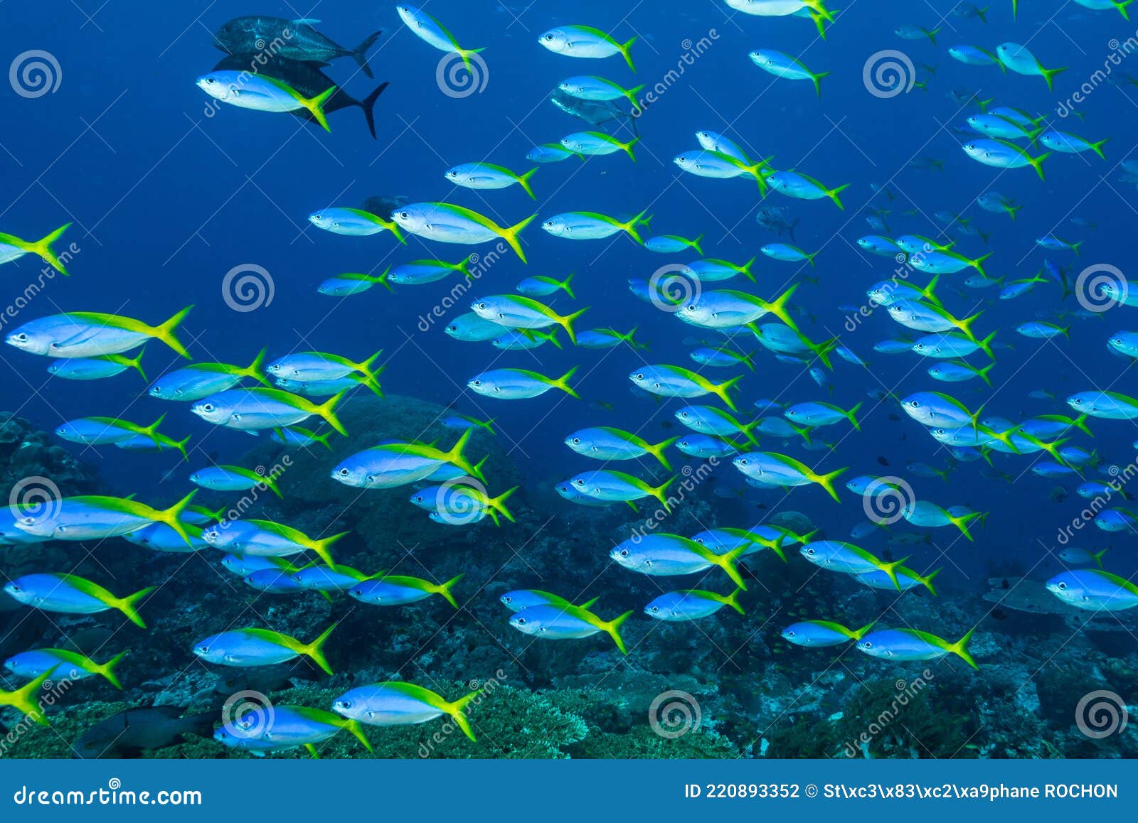School of Blue and Yellow Fusilier Fish Stock Photo - Image of ...