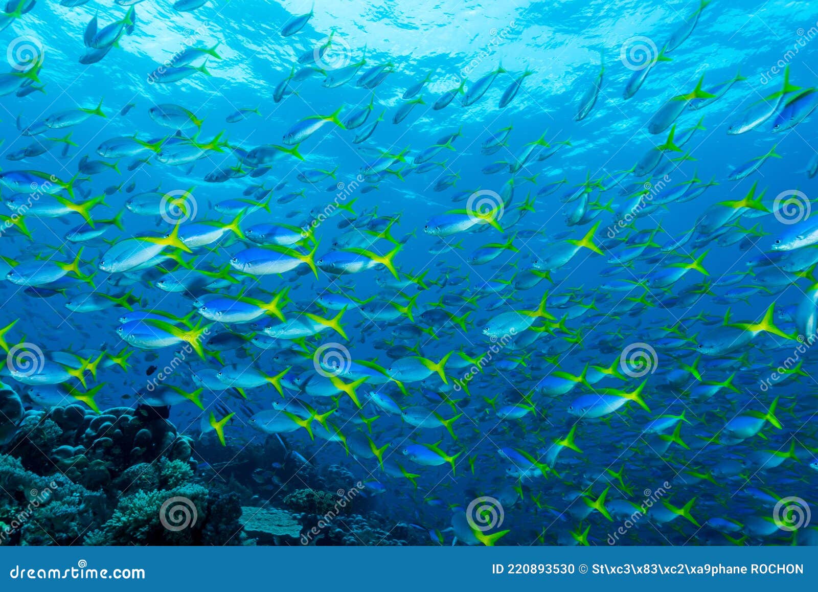 School of Blue and Yellow Fusilier Fish Stock Photo - Image of animal ...