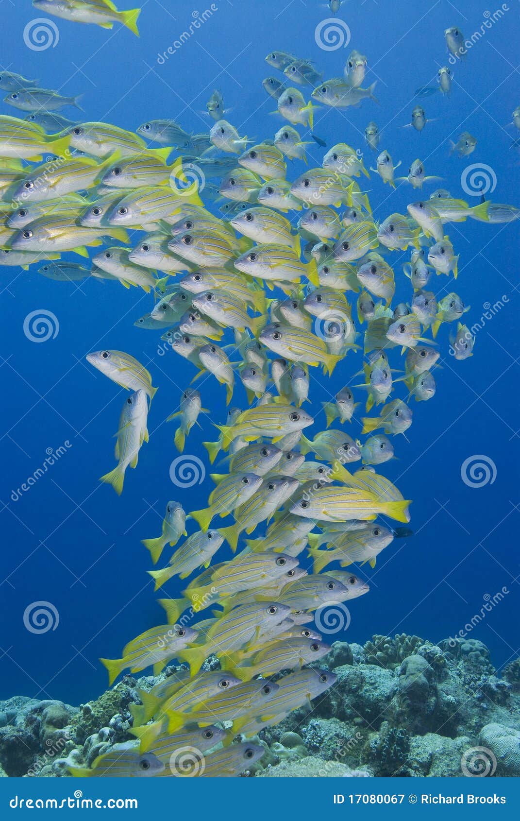 School of Bright Yellow Fish in the Blue Stock Image - Image of blue ...