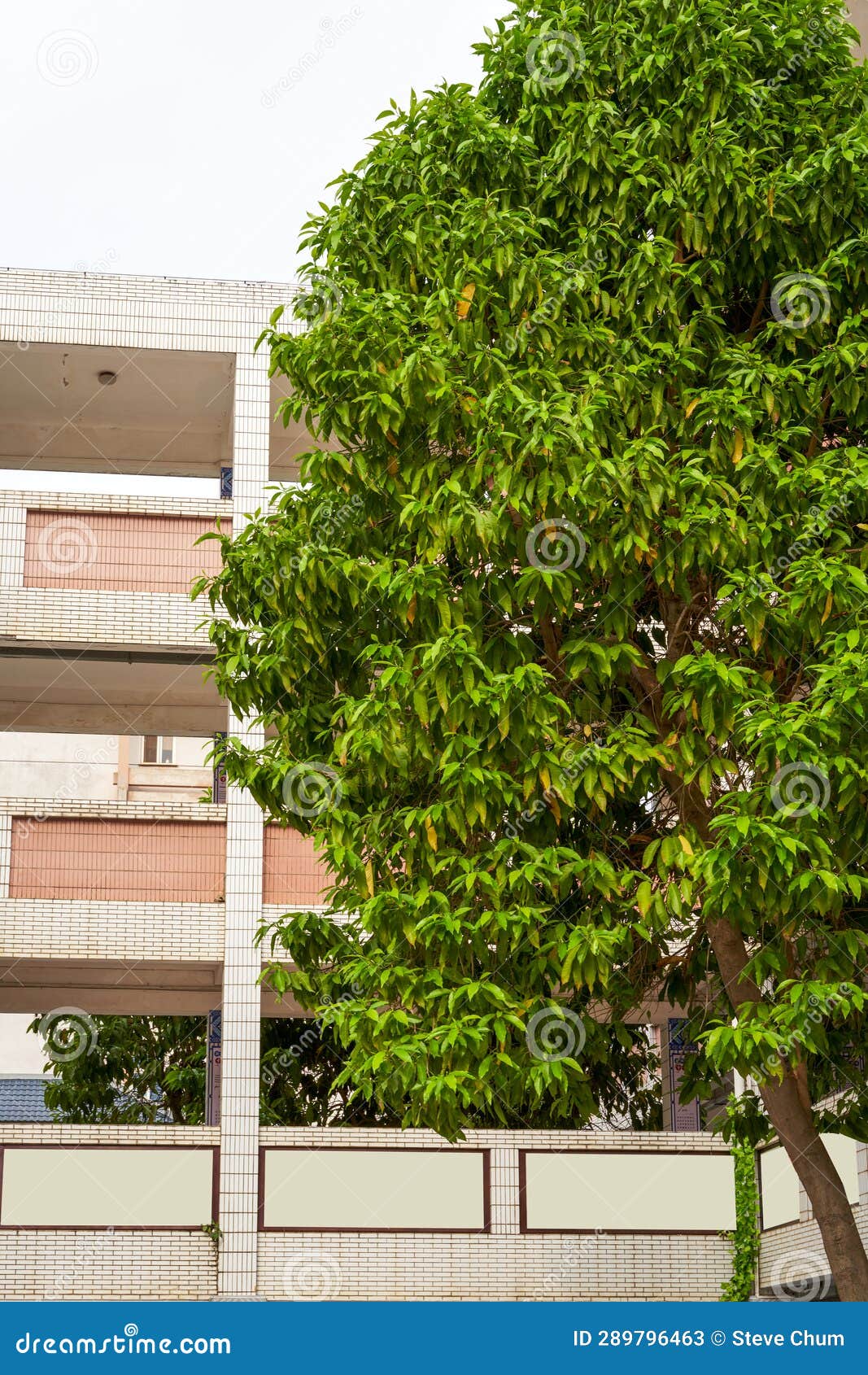 School Building and a Big Tree Stock Image - Image of branch, produce ...