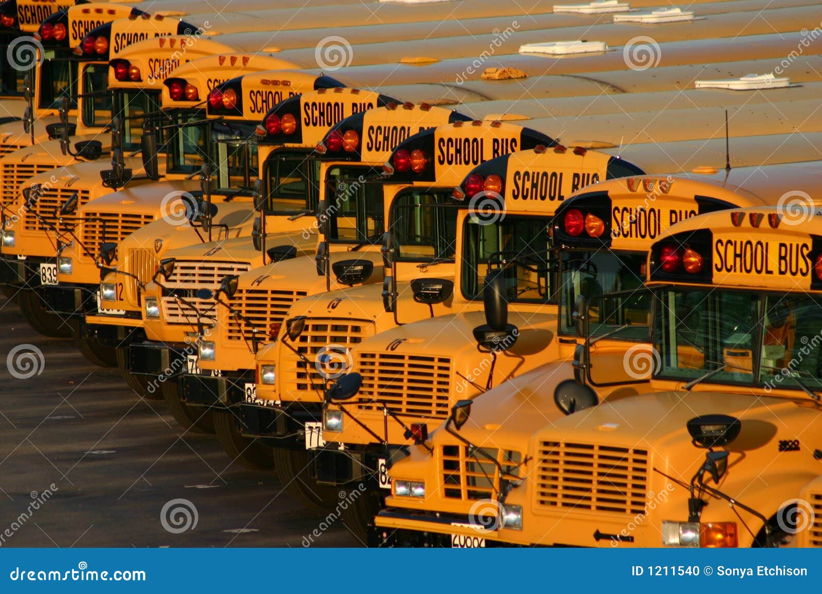 School Bus Lot stock photo. Image of ride, children, childhood - 1211540