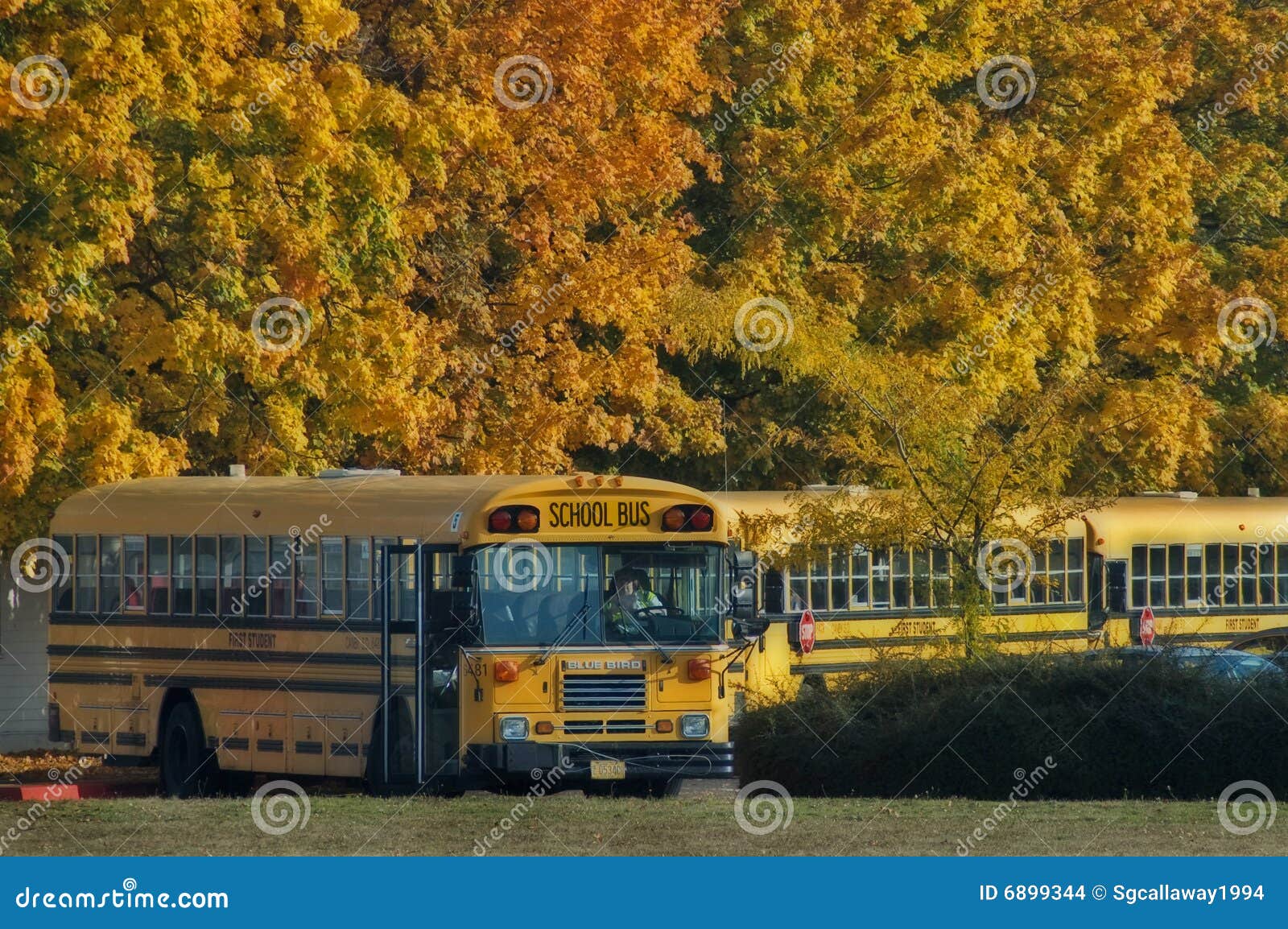 School Buses At End Of Day Royalty-Free Stock Image | CartoonDealer.com ...