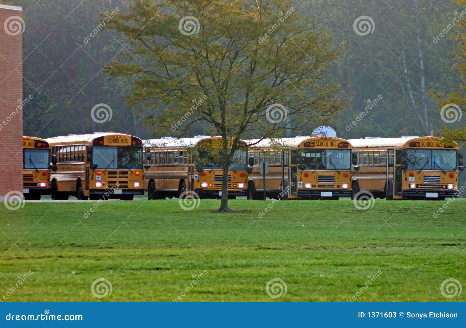 School Buses Parked stock image. Image of buses, community - 1371603