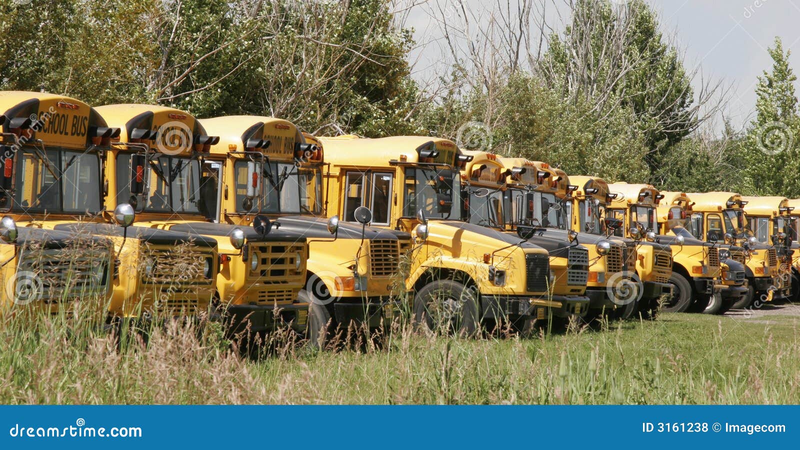 School buses parked stock photo. Image of park, yellow - 3161238
