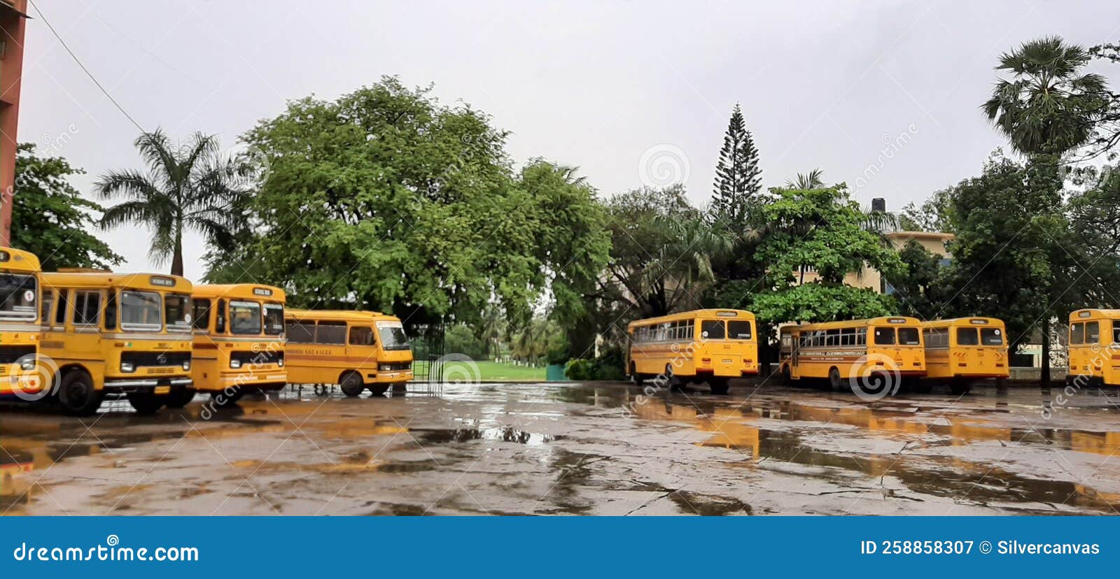 School Buses Parked on a Holiday. Editorial Photography - Image of tree ...