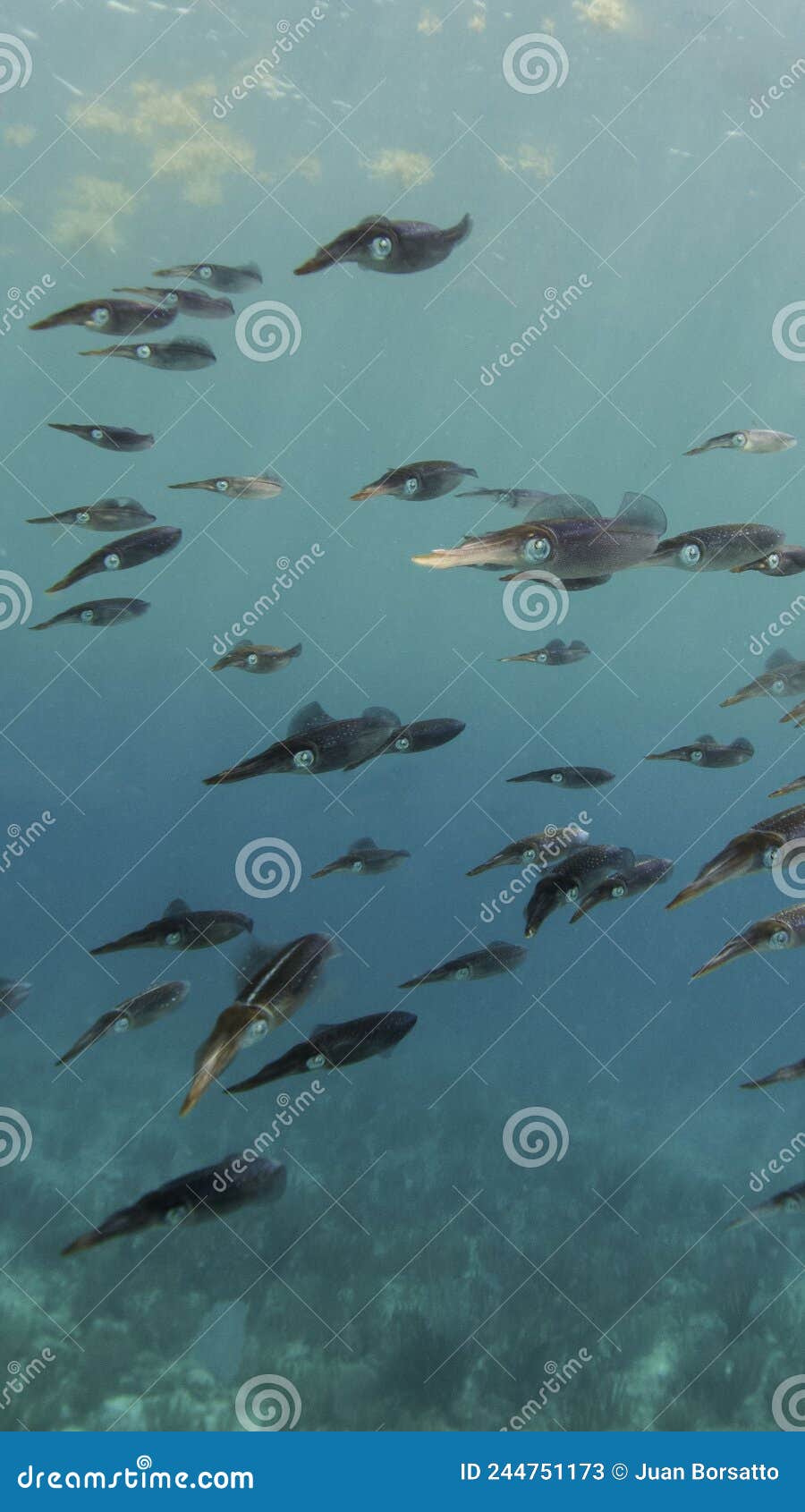 School of Calamaris Swimming in the Ocean Stock Image - Image of blue ...