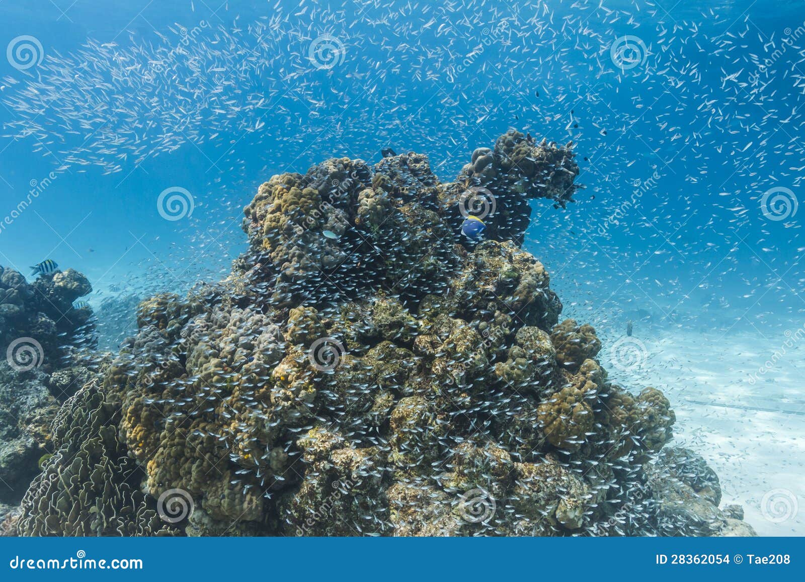 School of Cardinalfish at Similan Island Stock Photo - Image of life ...