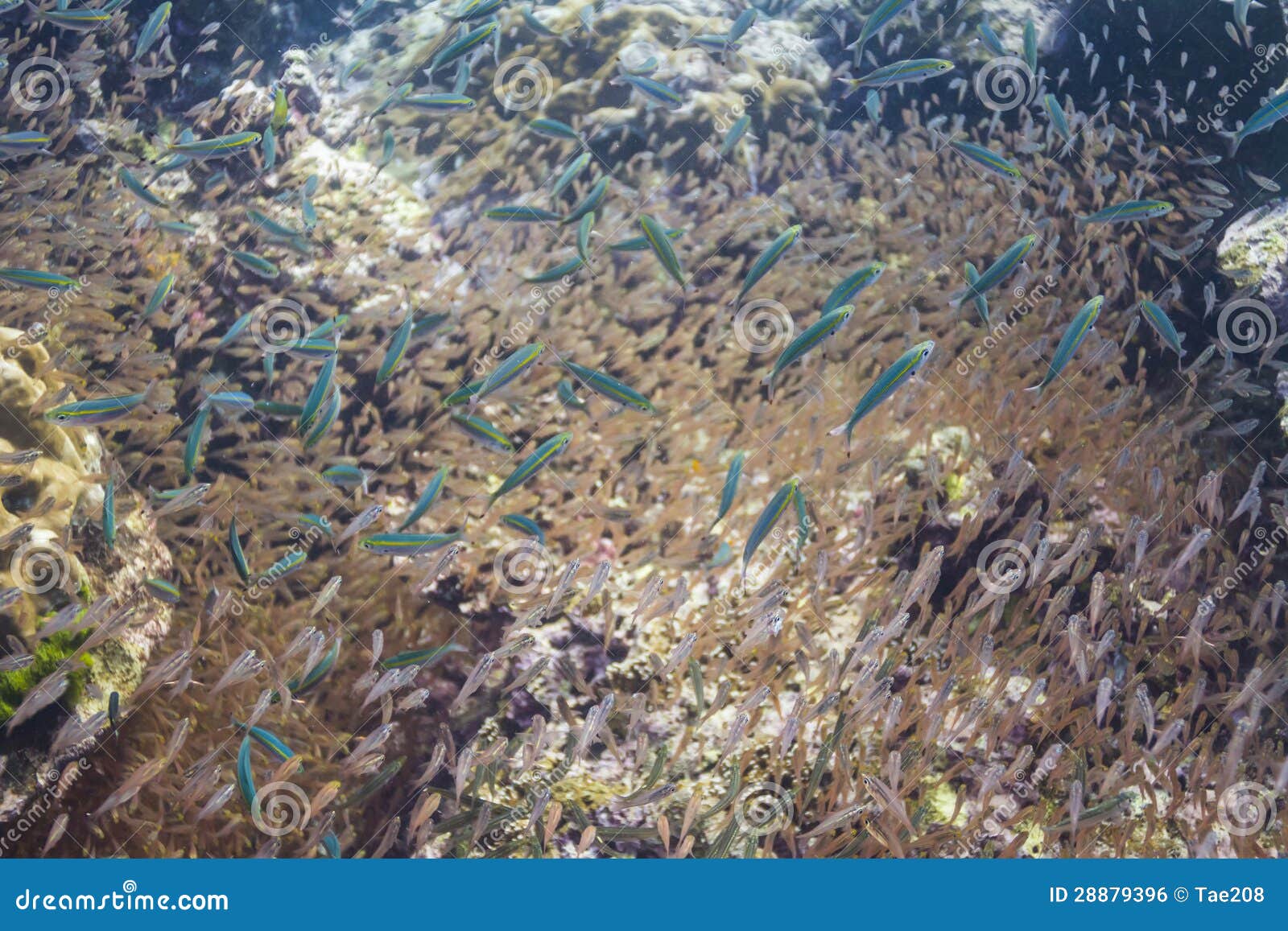 School of Cardinalfish at Surin National Park Stock Photo - Image of ...