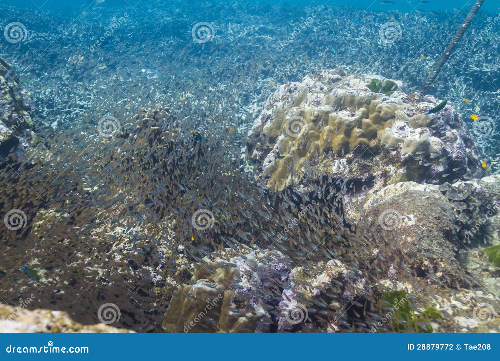 School of Cardinalfish at Surin National Park Stock Photo - Image of ...