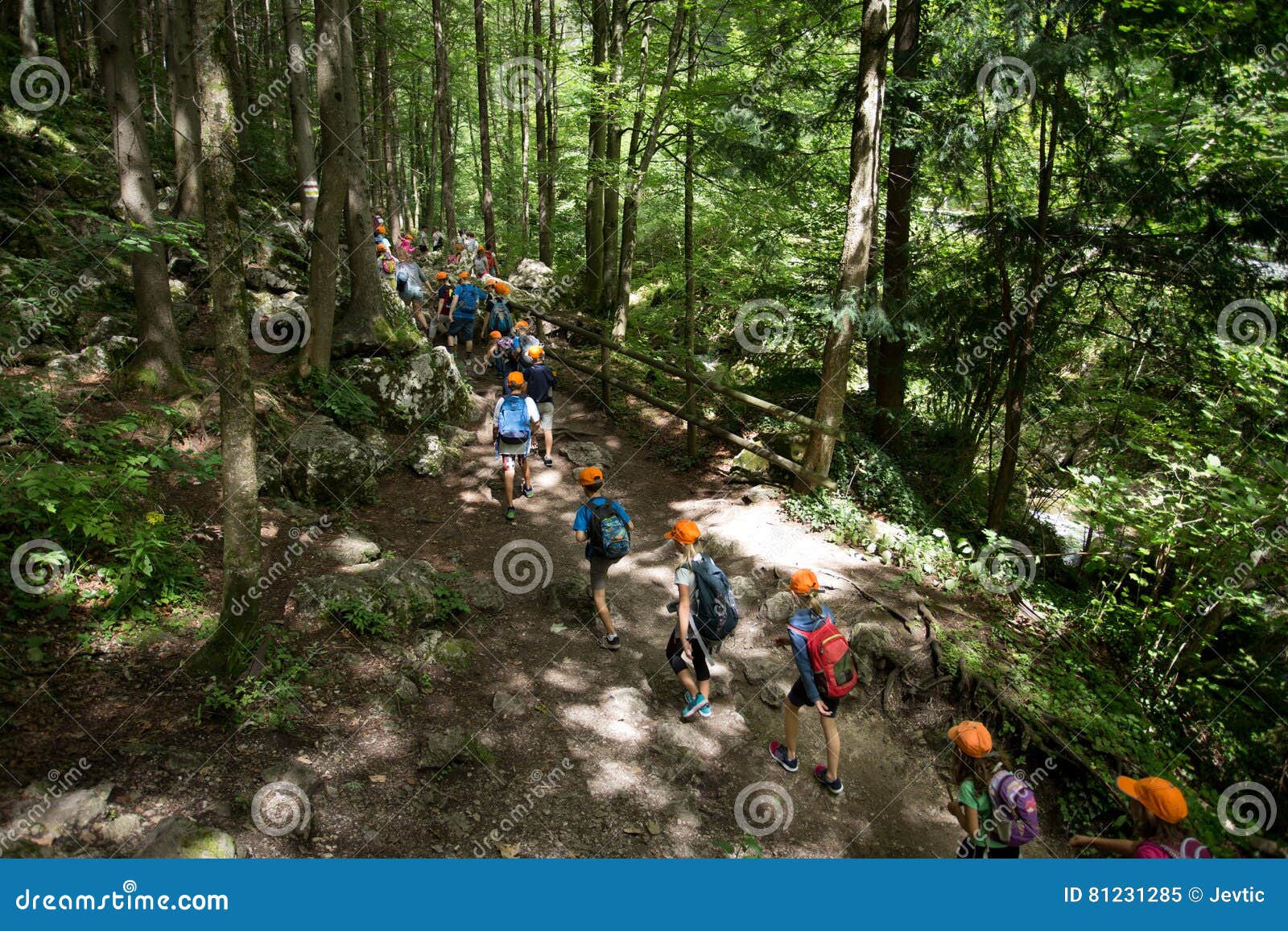 School children in forest editorial image. Image of hiking - 81231285