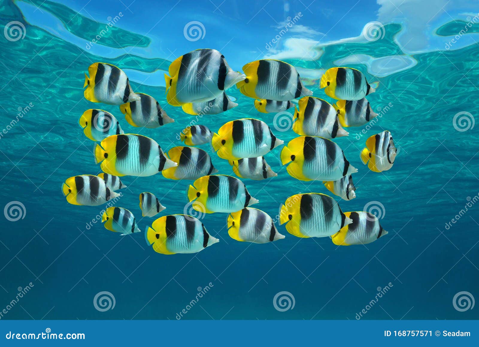 School of Colorful Tropical Fish Pacific Ocean Stock Image - Image of ... School of Colorful Tropical Fish Pacific Ocean Stock Image - Image of ...