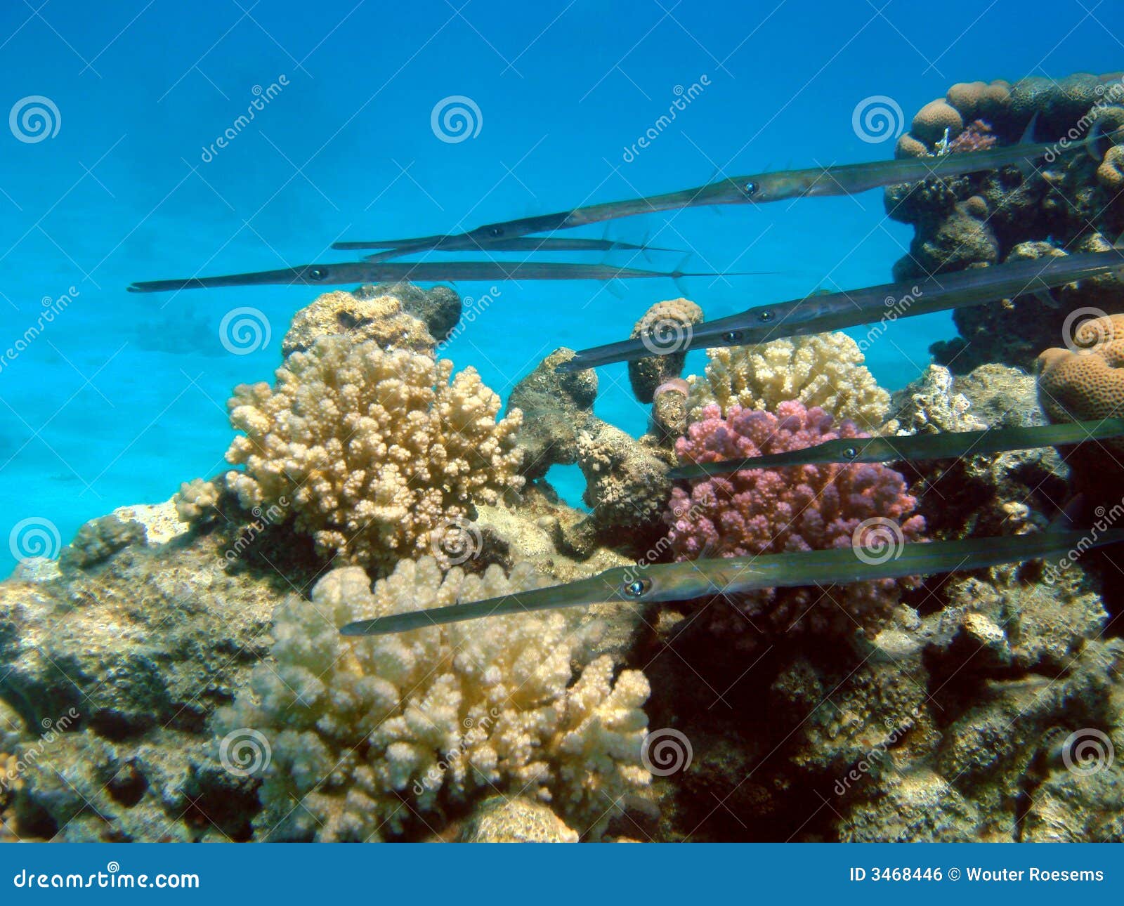 School Of Cornetfish Picture. Image: 3468446