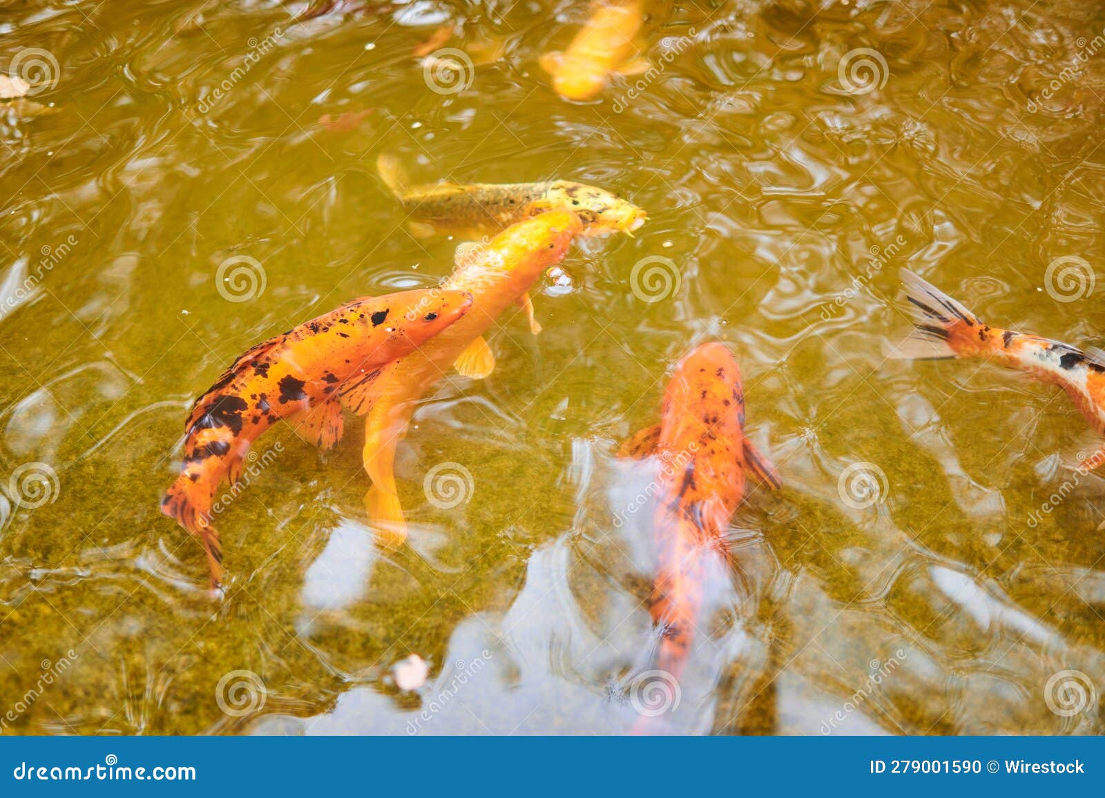 School of Coy Fish Swimming in a Pond Stock Photo - Image of water ...