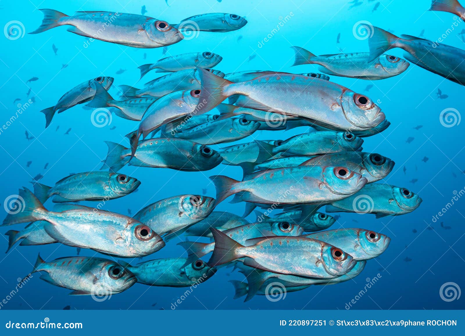 School of Crescent-tail Bigeye Fish Stock Image - Image of papua, dive ...