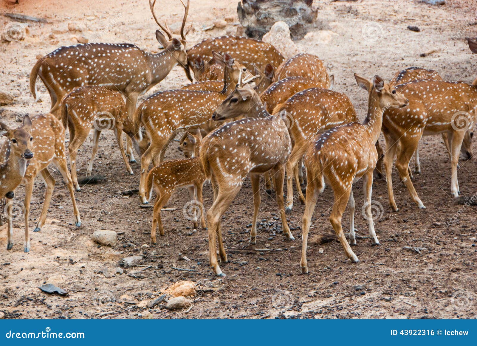 A school of deer stock photo. Image of nature, antler - 43922316