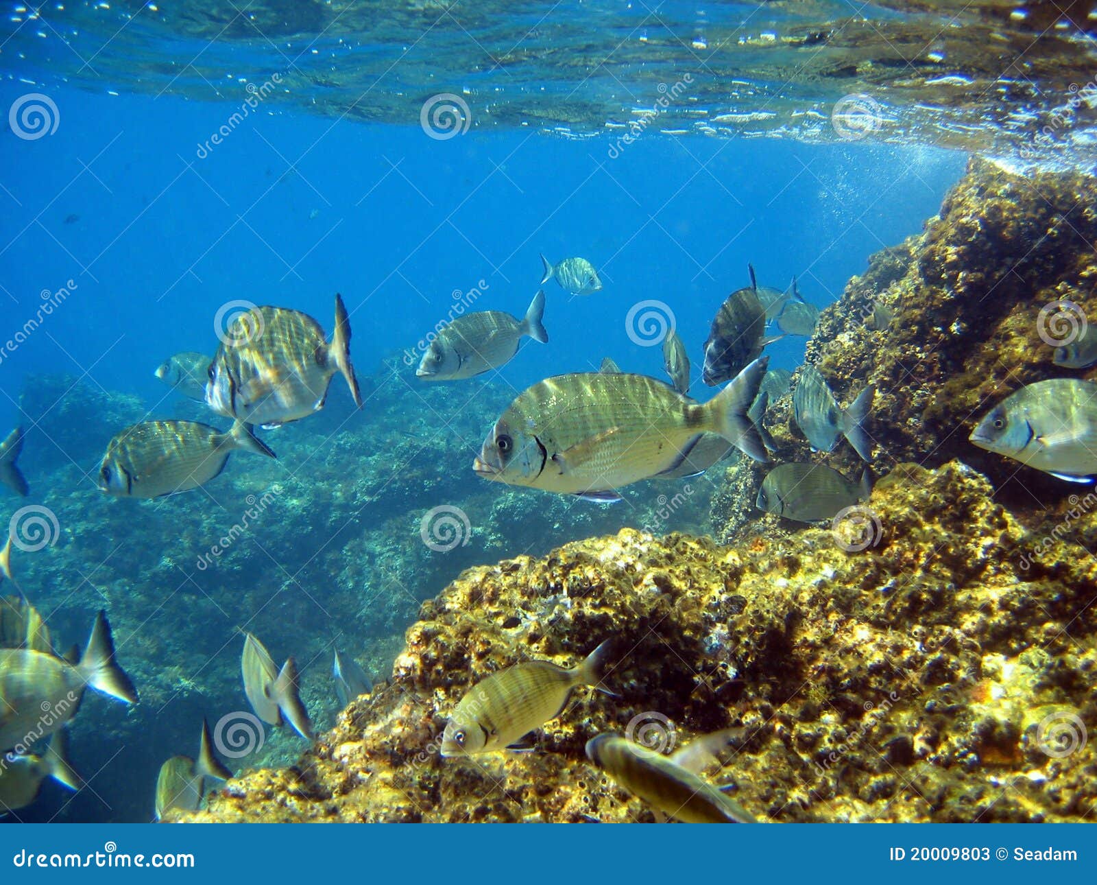 School of Diplodus sargus stock image. Image of diving - 20009803
