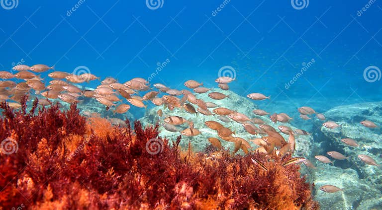 School of Dusky Spinefoot stock photo. Image of school - 95105664