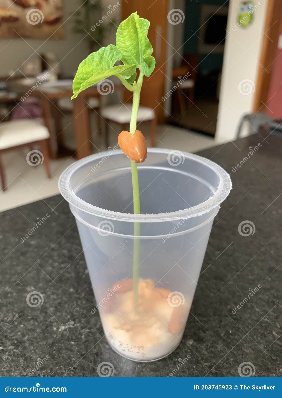 School Experiment of a Bean Growing in a Plastic Cup with Cotton ...