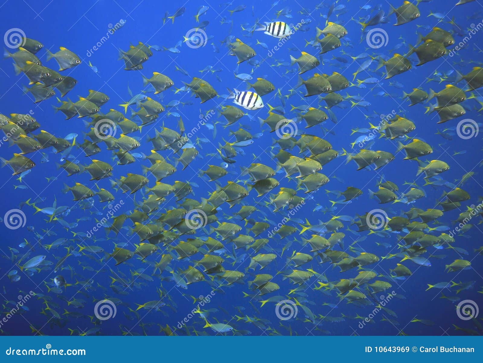 School of Fish stock image. Image of color, shoal, life - 10643969