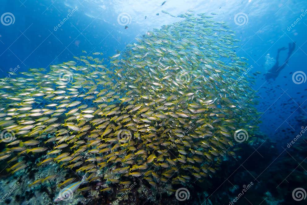 School of fish stock photo. Image of scuba, ecology, water - 10893330