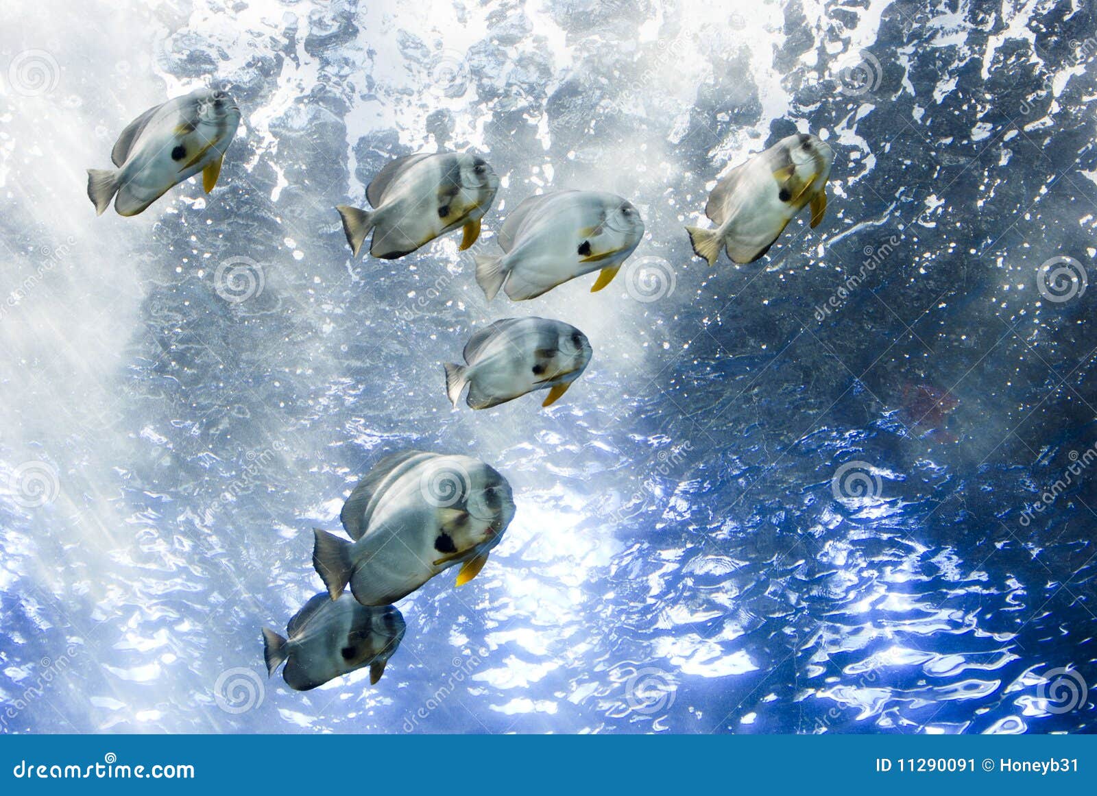 School of Fish stock image. Image of school, water, aquarium - 11290091