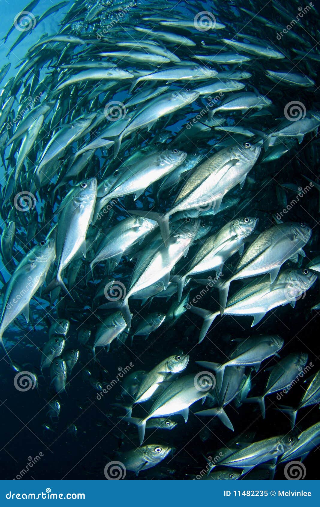 School of fish stock image. Image of ocean, silver, school - 11482235