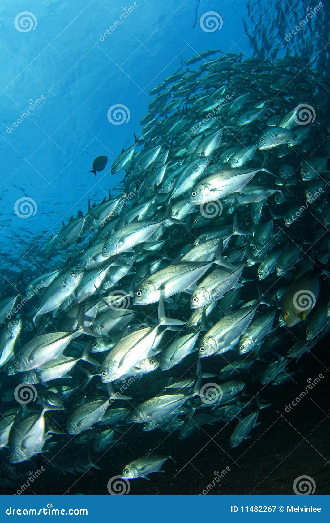School of fish stock image. Image of scuba, silver, blue - 11482267