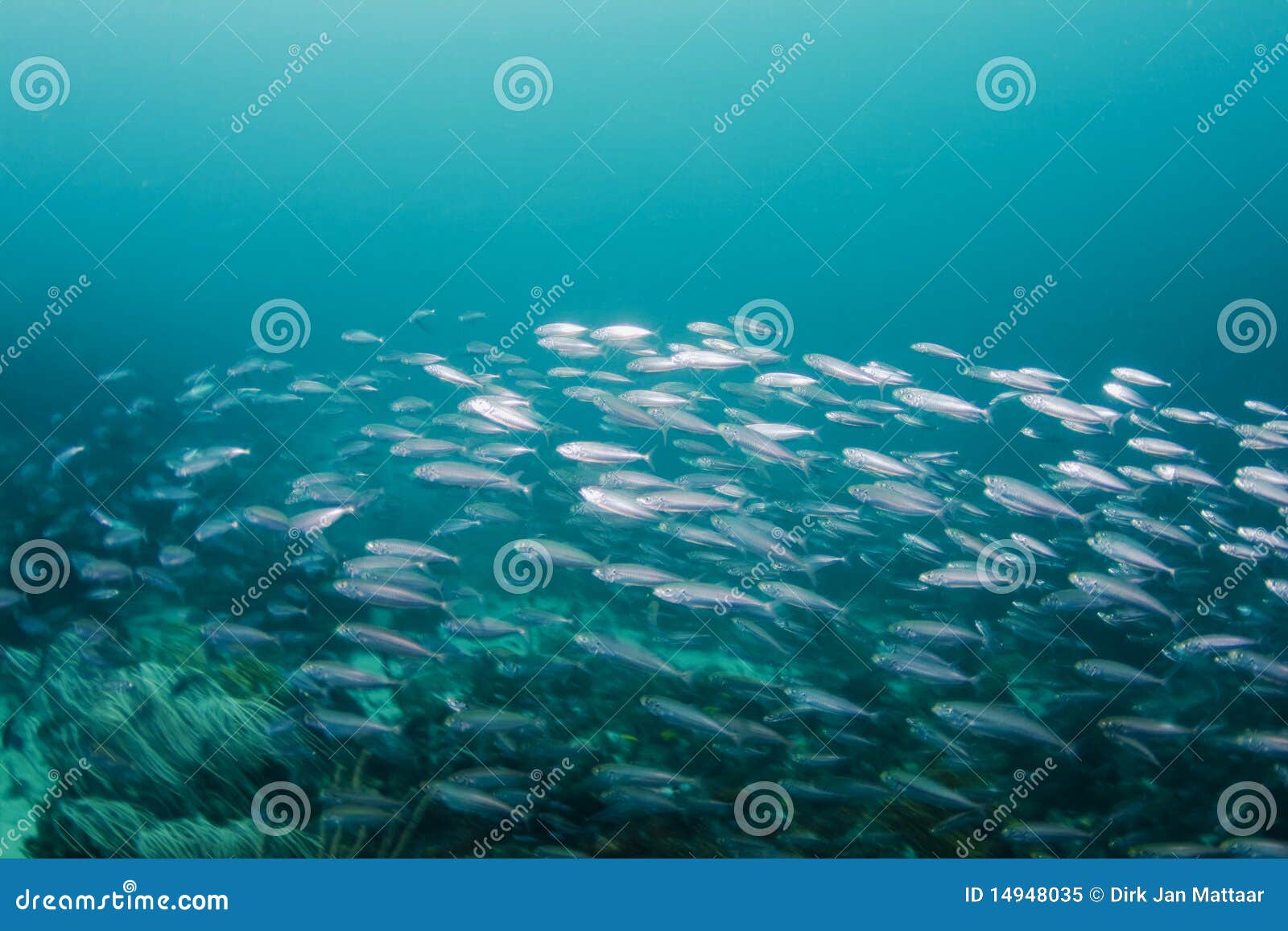 School of fish stock image. Image of sealife, reef, fish - 14948035