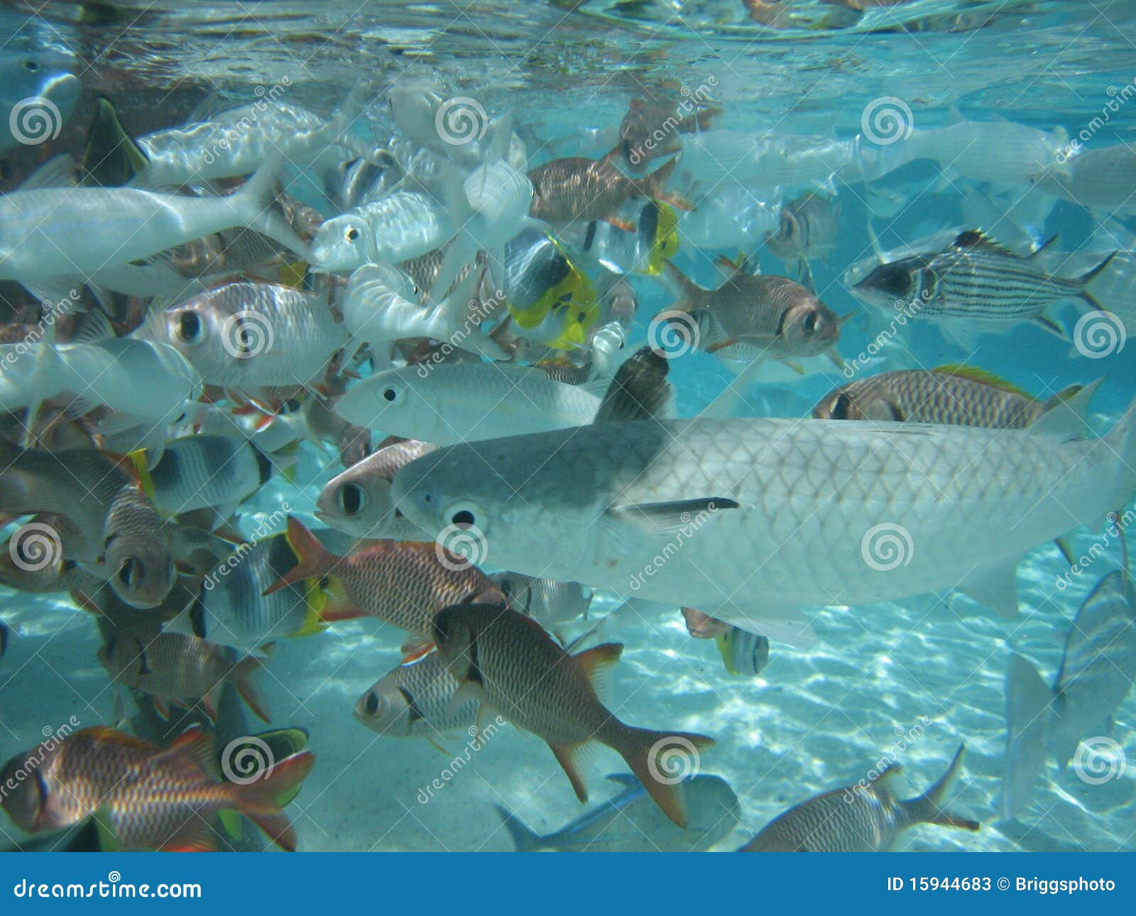 School of Fish stock image. Image of fishes, ocean, snorkeling - 15944683