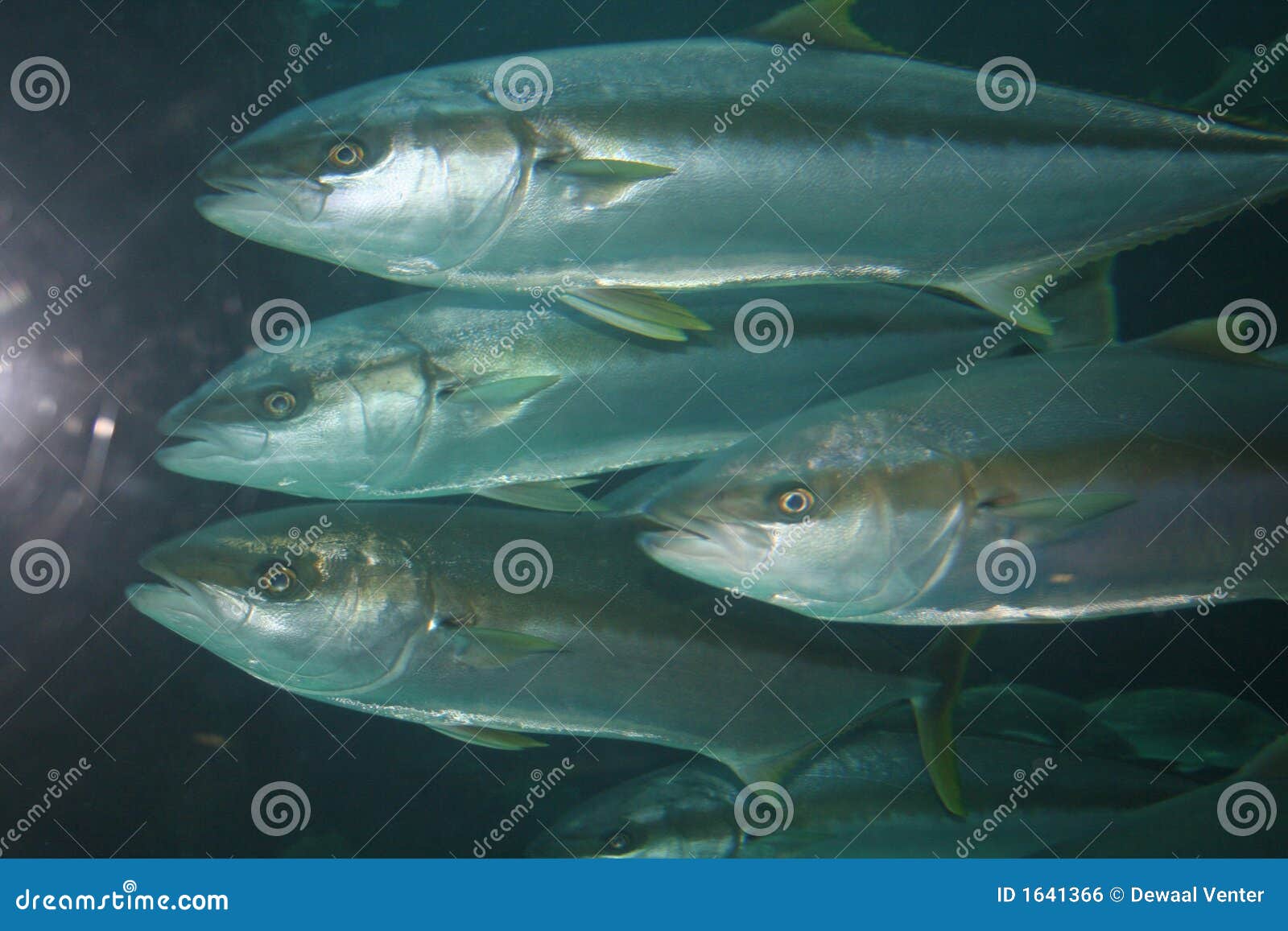 School of fish stock photo. Image of water, swimming, vertebrates - 1641366