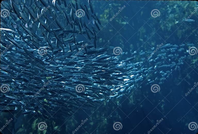 School of fish stock photo. Image of scuba, spectacular - 1704382