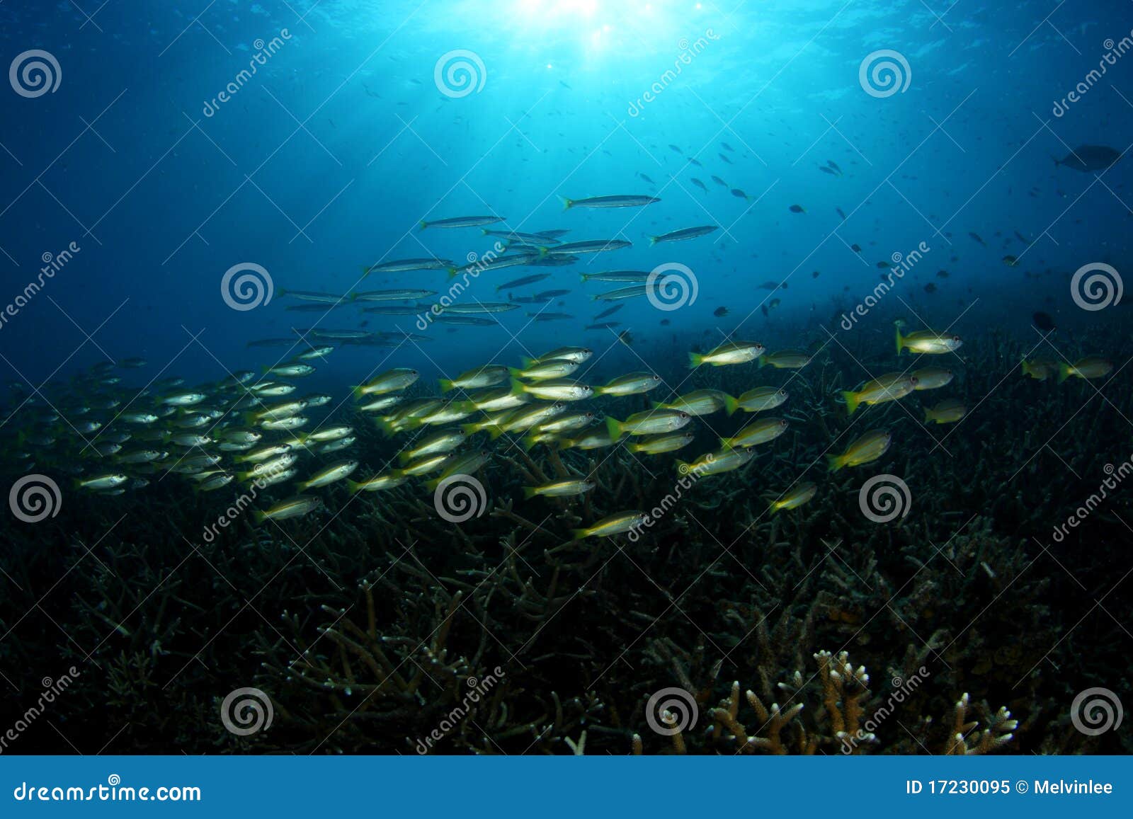 School of Fish stock image. Image of environmental, silver - 17230095