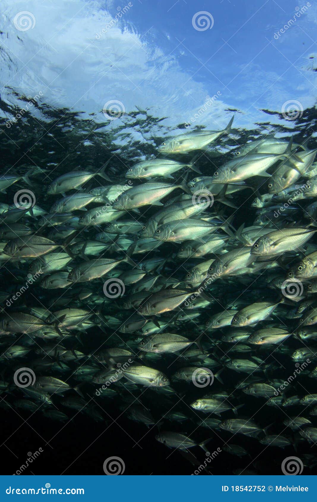 School of fish. stock photo. Image of school, marine - 18542752
