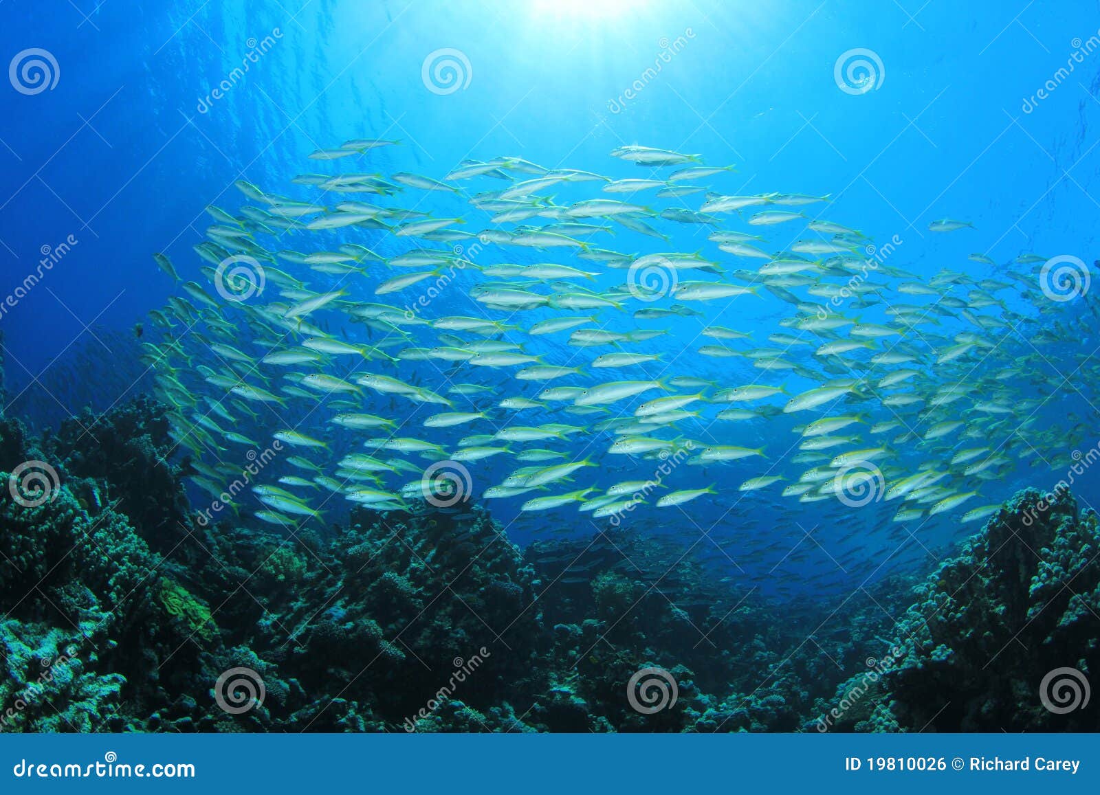 School of Fish stock photo. Image of color, environment - 19810026