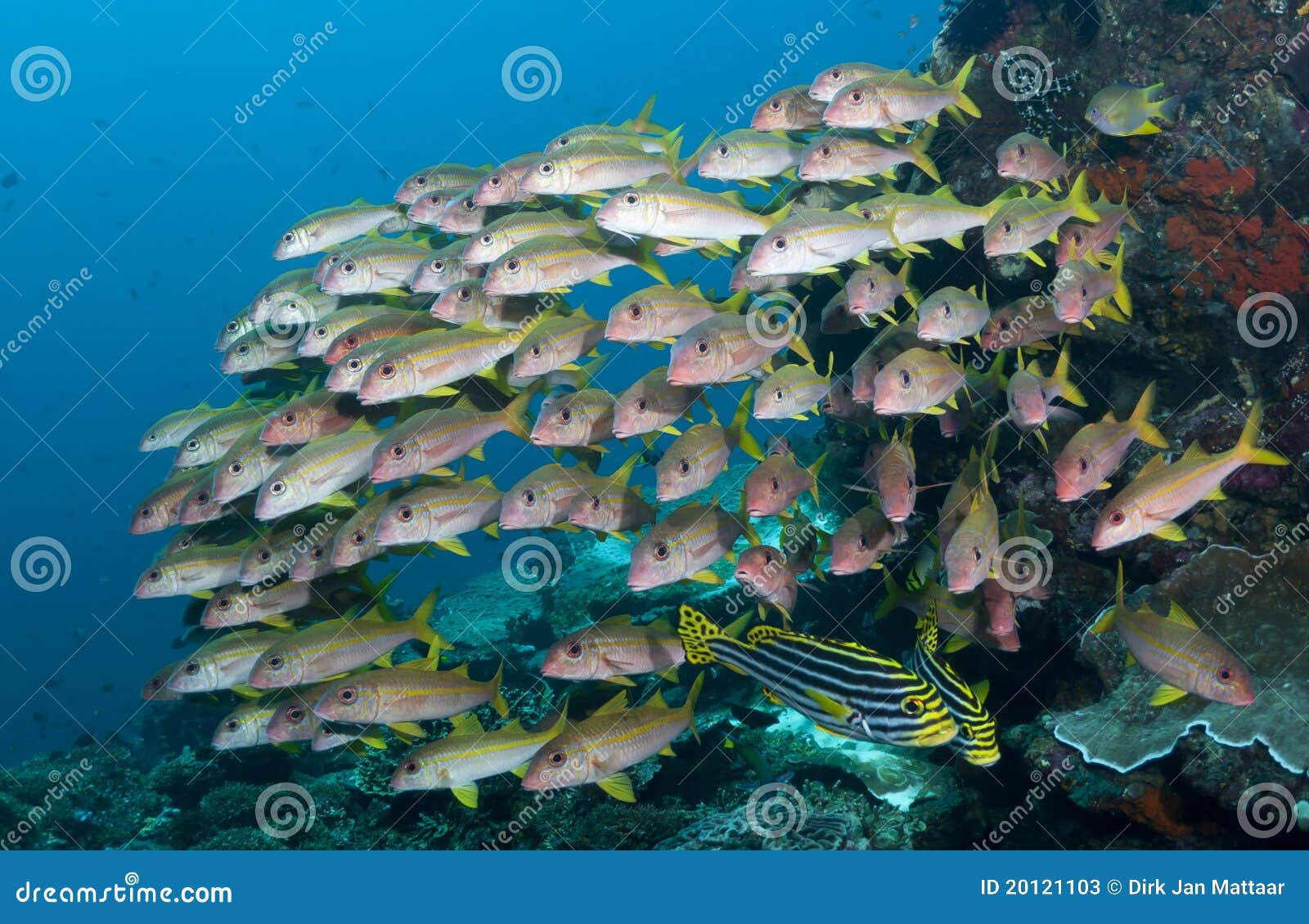 School of fish stock image. Image of group, school, diving - 20121103