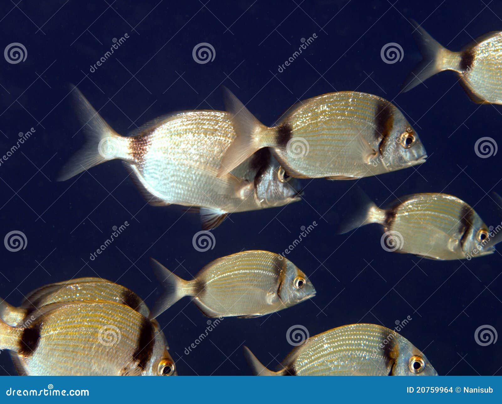 School of fish stock photo. Image of fish, wild, diplodus - 20759964