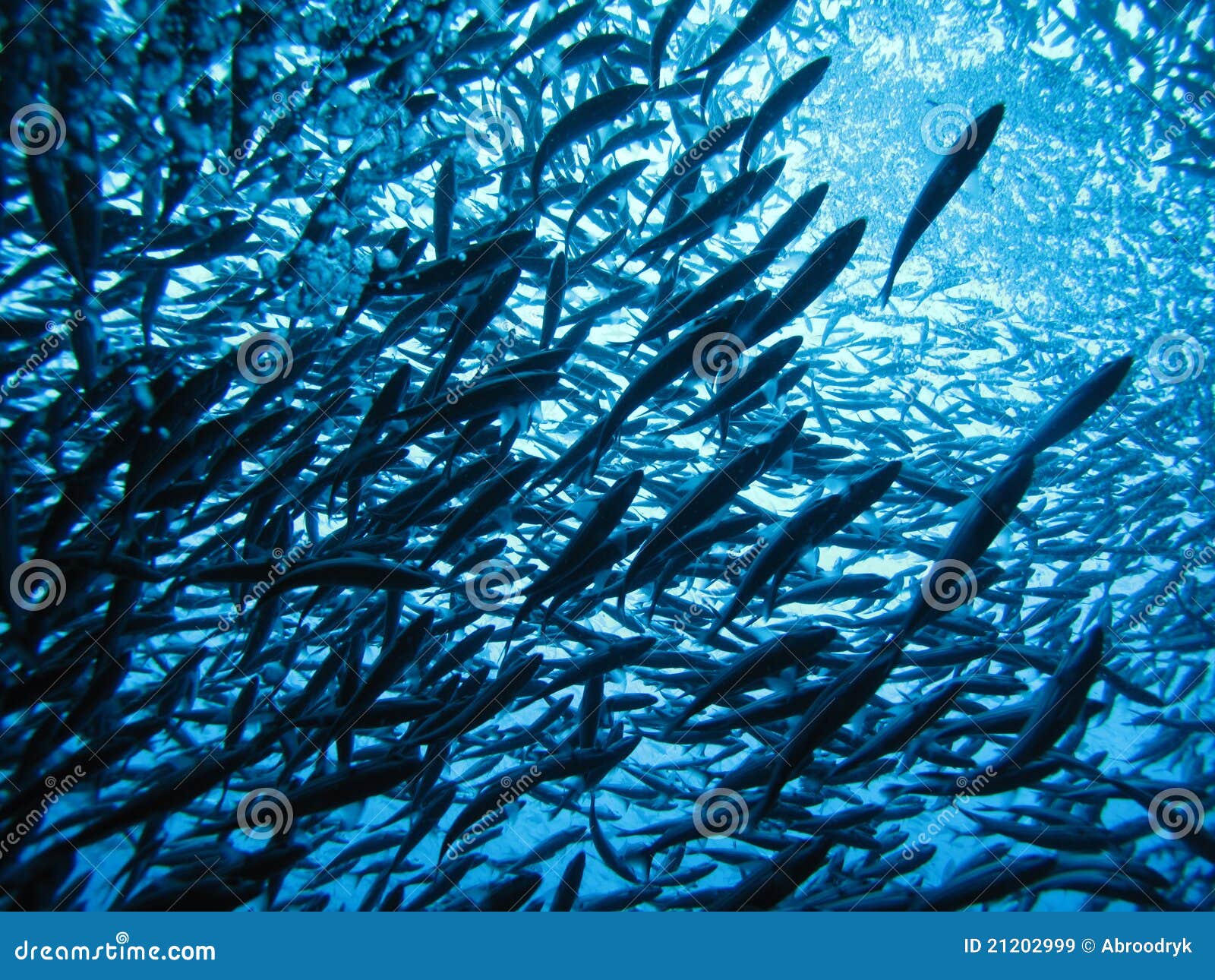 School of Fish stock image. Image of bait, ocean, marine - 21202999
