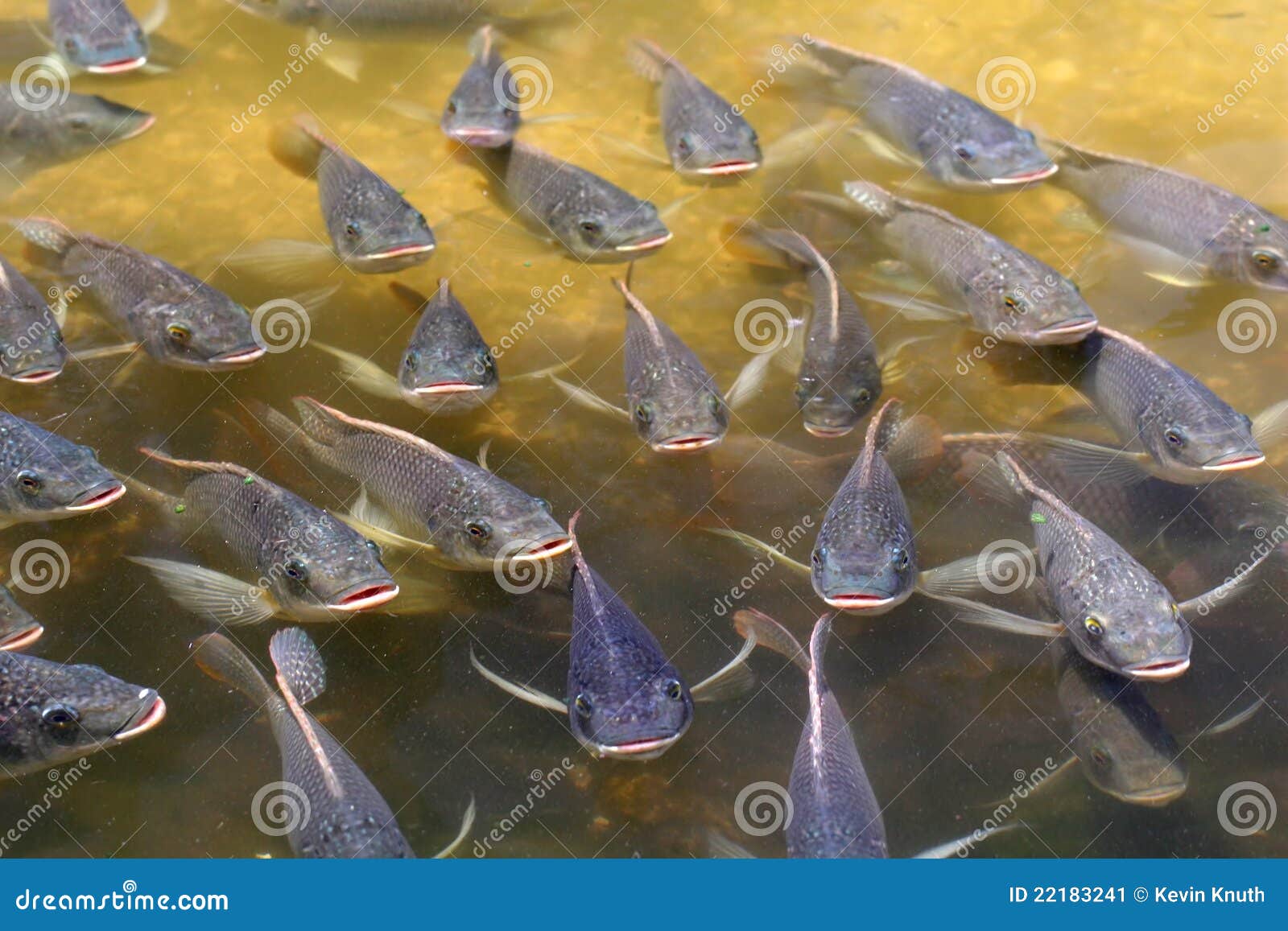 School of Fish stock image. Image of aquatic, fish, swim - 22183241