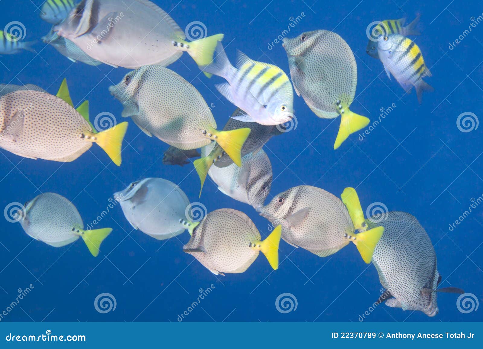 School of Fish stock image. Image of wildlife, life, water - 22370789