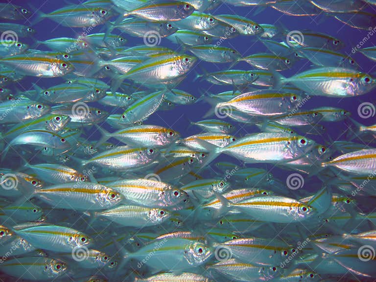 School of fish stock image. Image of teamwork, nature - 2286539