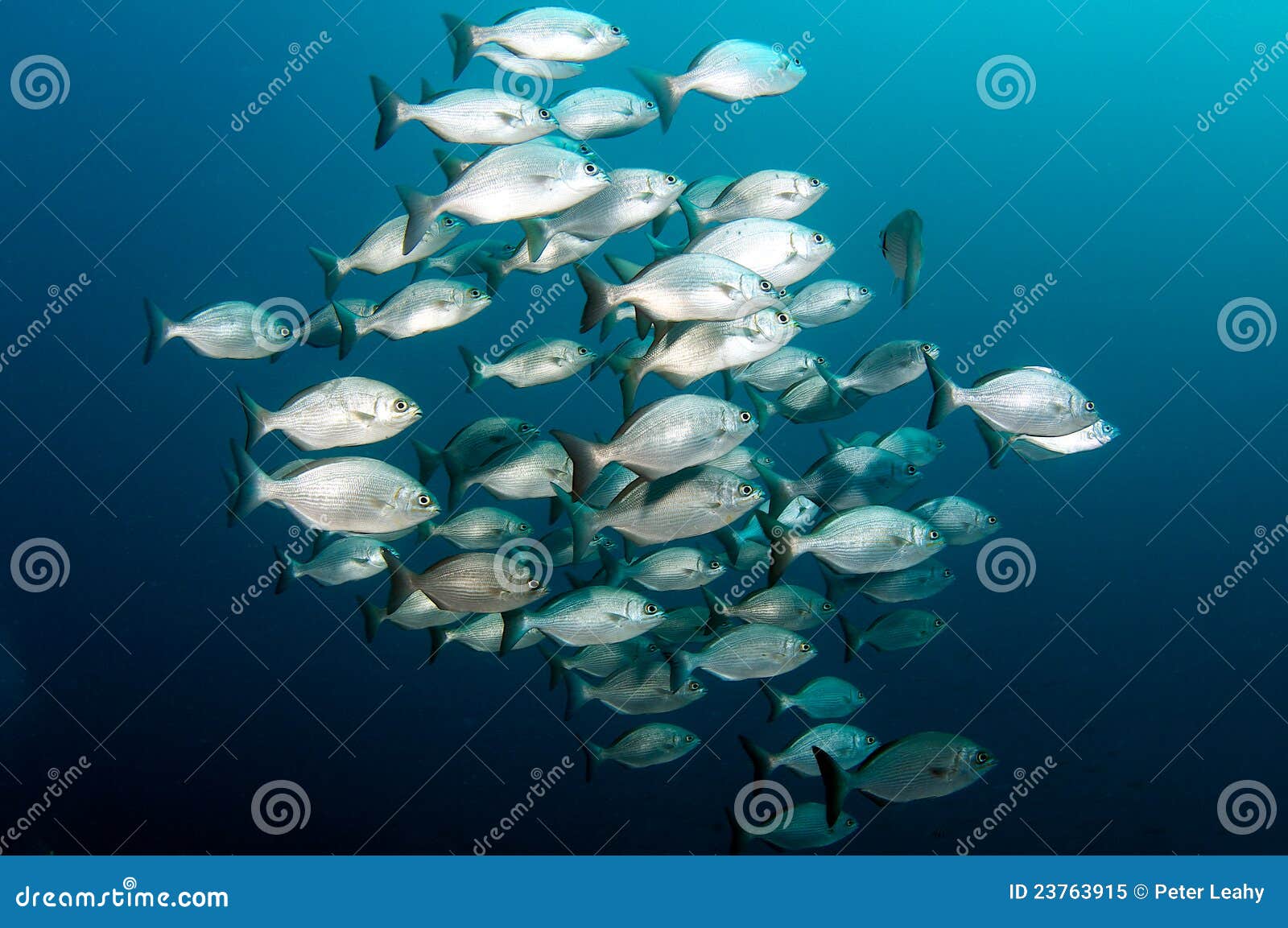 School of Fish stock image. Image of ichthyology, swim - 23763915