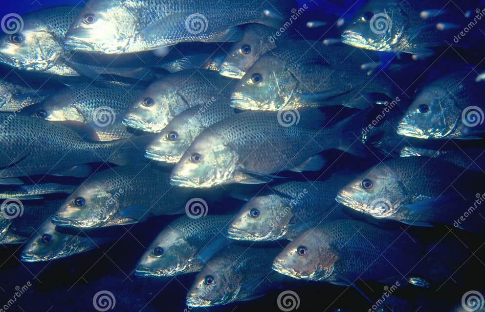 School of fish stock photo. Image of jfybel, salt, mouth - 24104