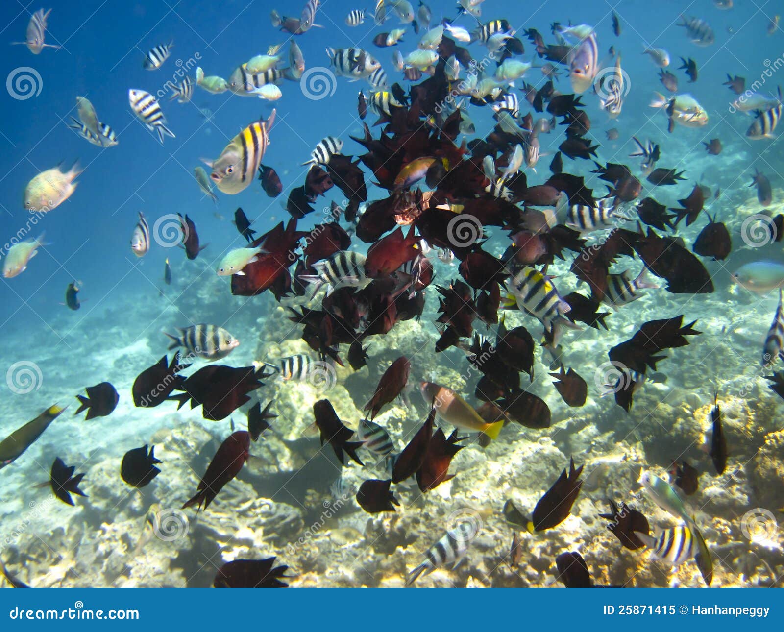 School of fish stock image. Image of school, seascape - 25871415