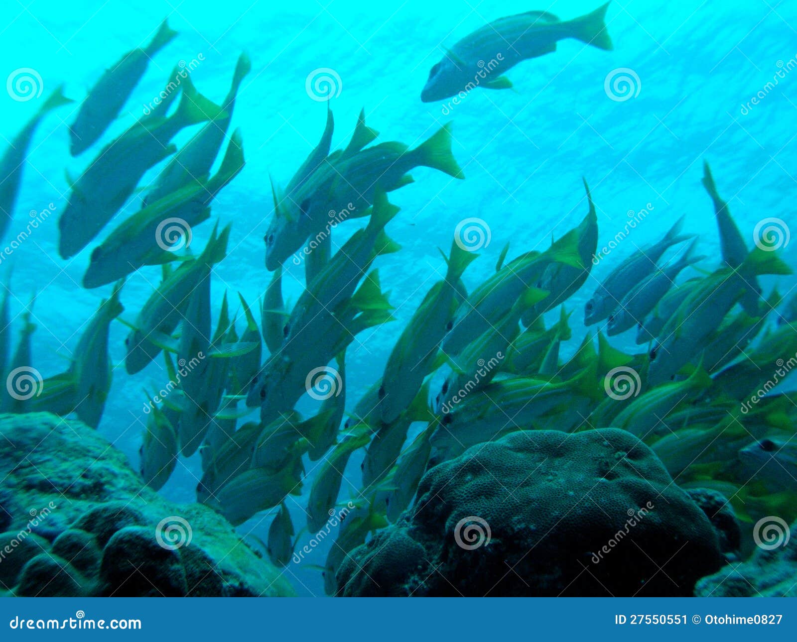 School of Fish stock image. Image of water, circle, stripes - 27550551