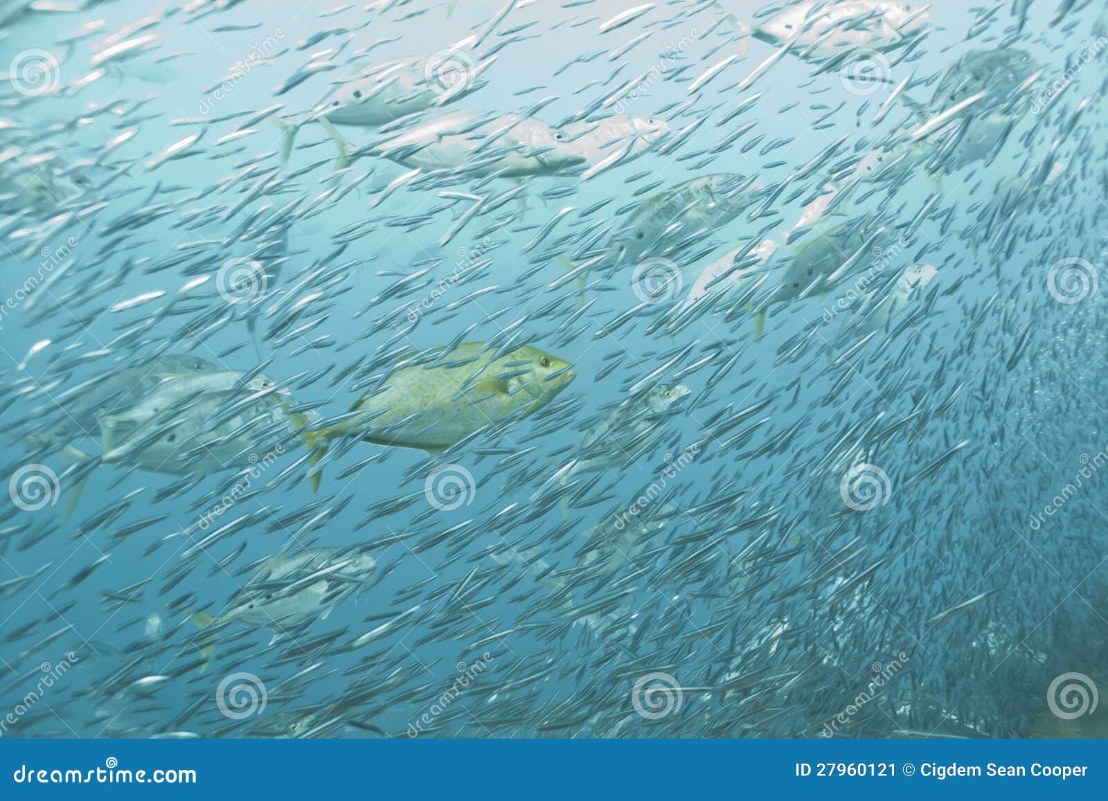 School of fish stock image. Image of oceanic, wildlife - 27960121