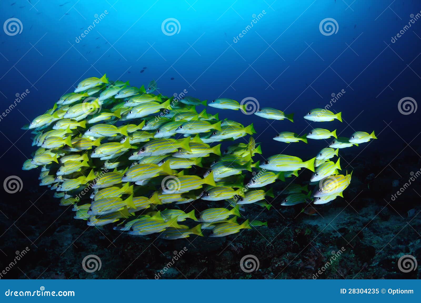 School Fish stock image. Image of maldive, blue, diving - 28304235