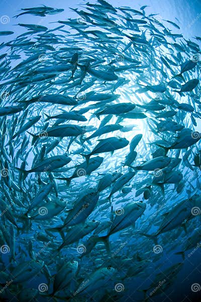 School of fish stock image. Image of marine, swim, natural - 3018605